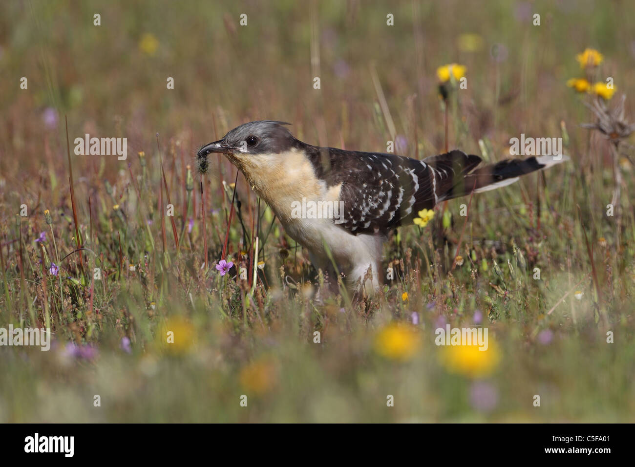 Great Spotted Cuckoo (Clamator glandarius Stock Photo - Alamy