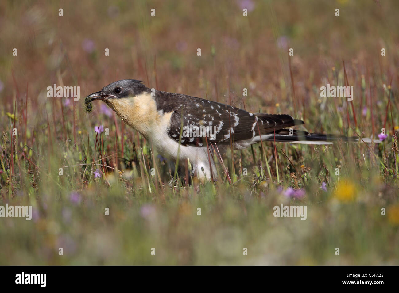 Great Spotted Cuckoo (Clamator glandarius Stock Photo - Alamy