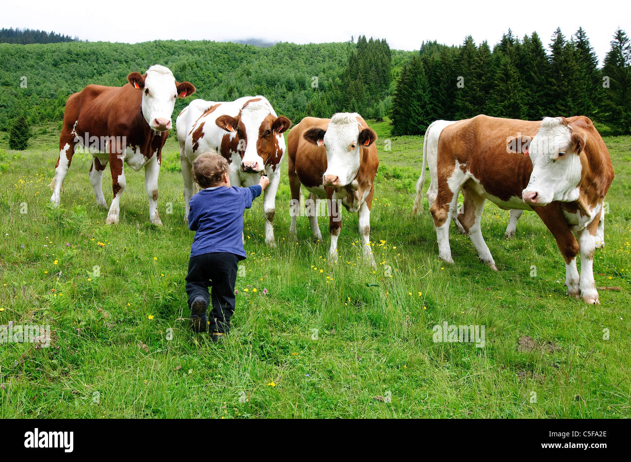 A boy in a green field with free grazing cows Photographed in Austria ...