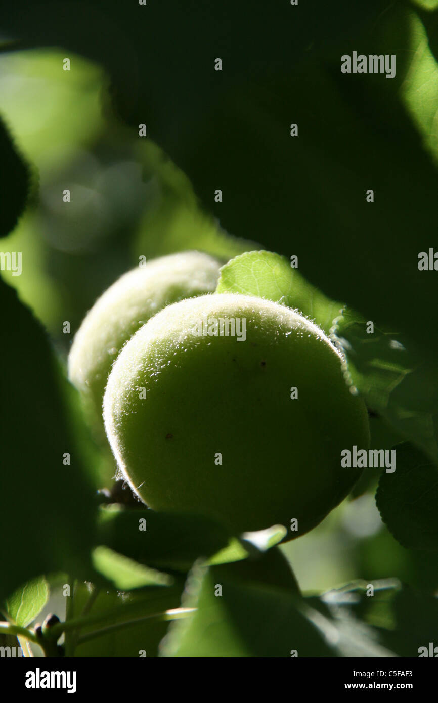 green peaches type fruit growing on tree in garden orchard Stock Photo ...