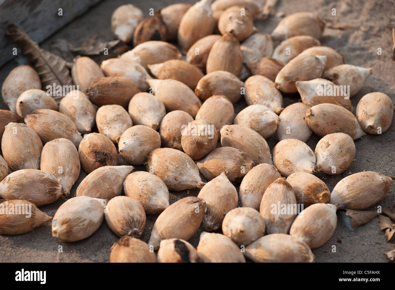 Aldeia Baú, Para State, Brazil. Babassu nuts drying in the sun Stock ...