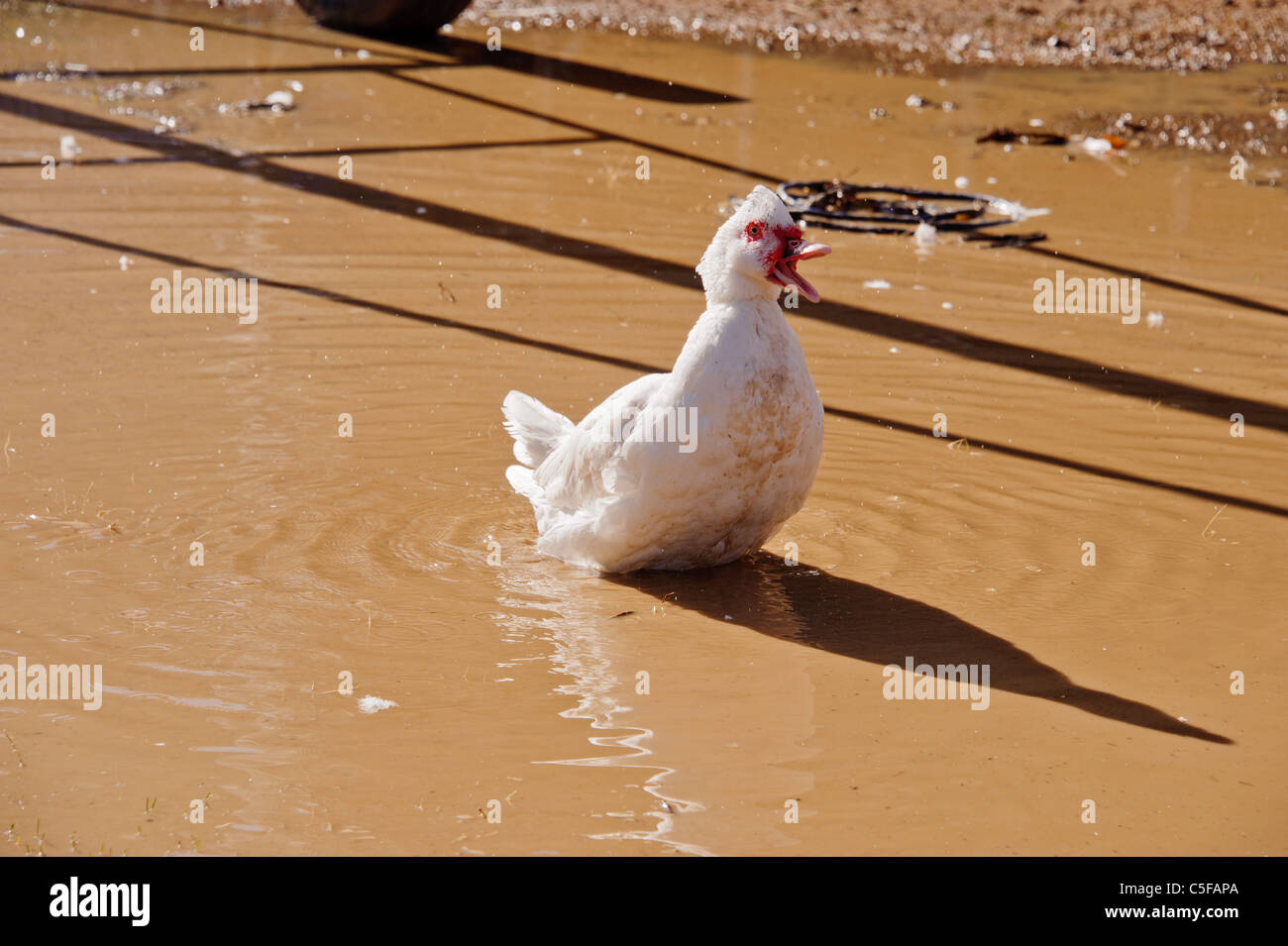 Ducks play in a farmyard puddle Stock Photo - Alamy