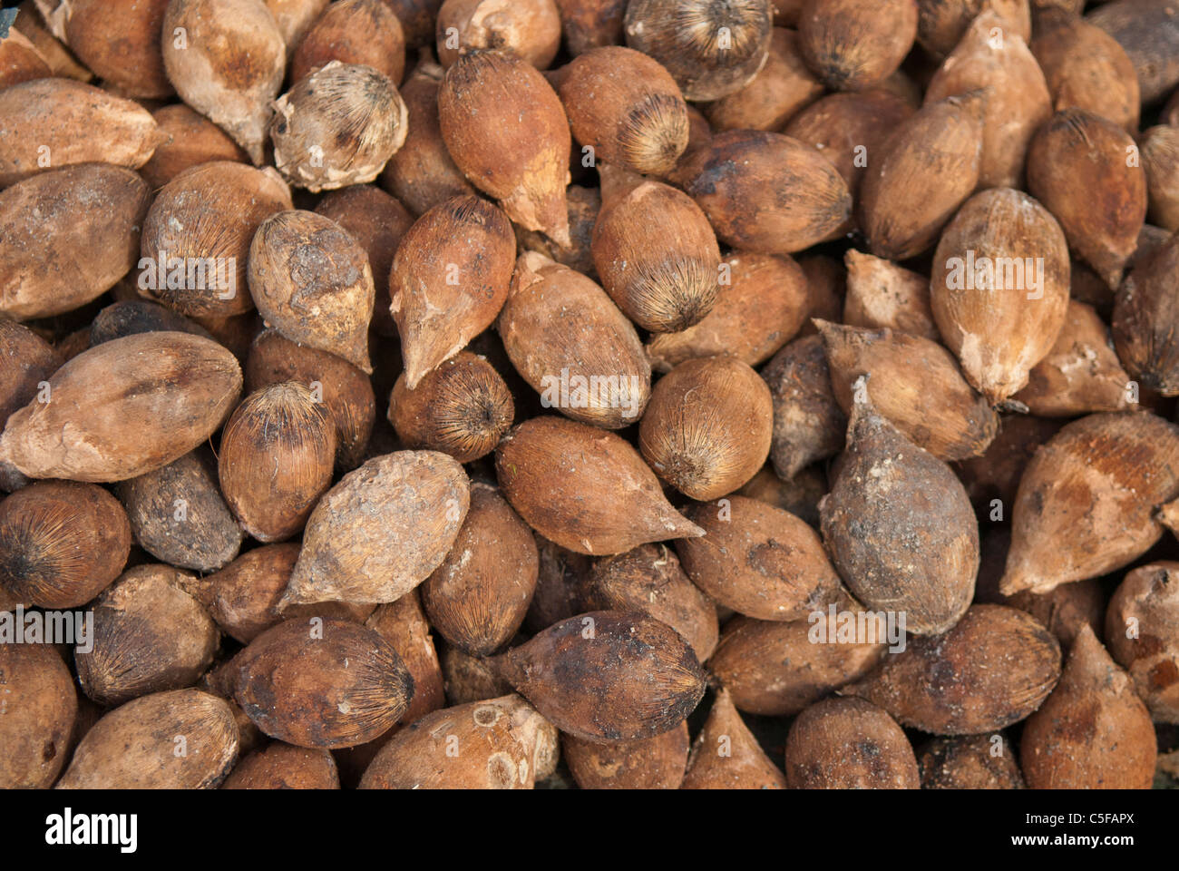 Babassu hi-res stock photography and images - Alamy