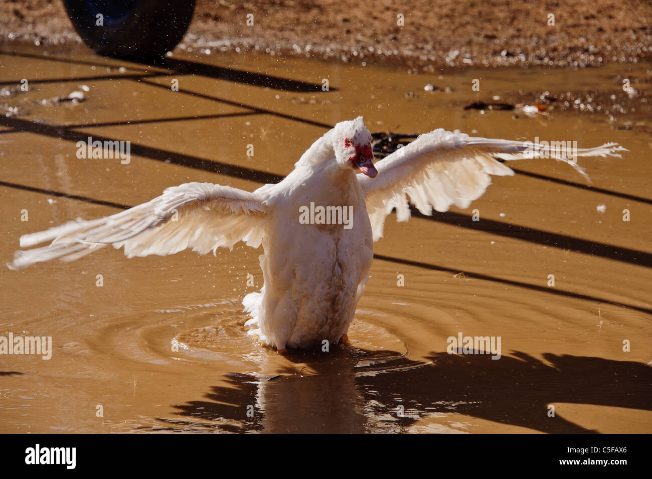 Ducks play in a farmyard puddle Stock Photo - Alamy