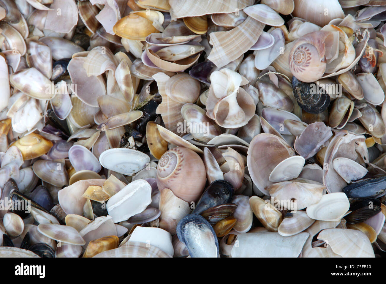 Sea shells washed up on the beach Stock Photo - Alamy