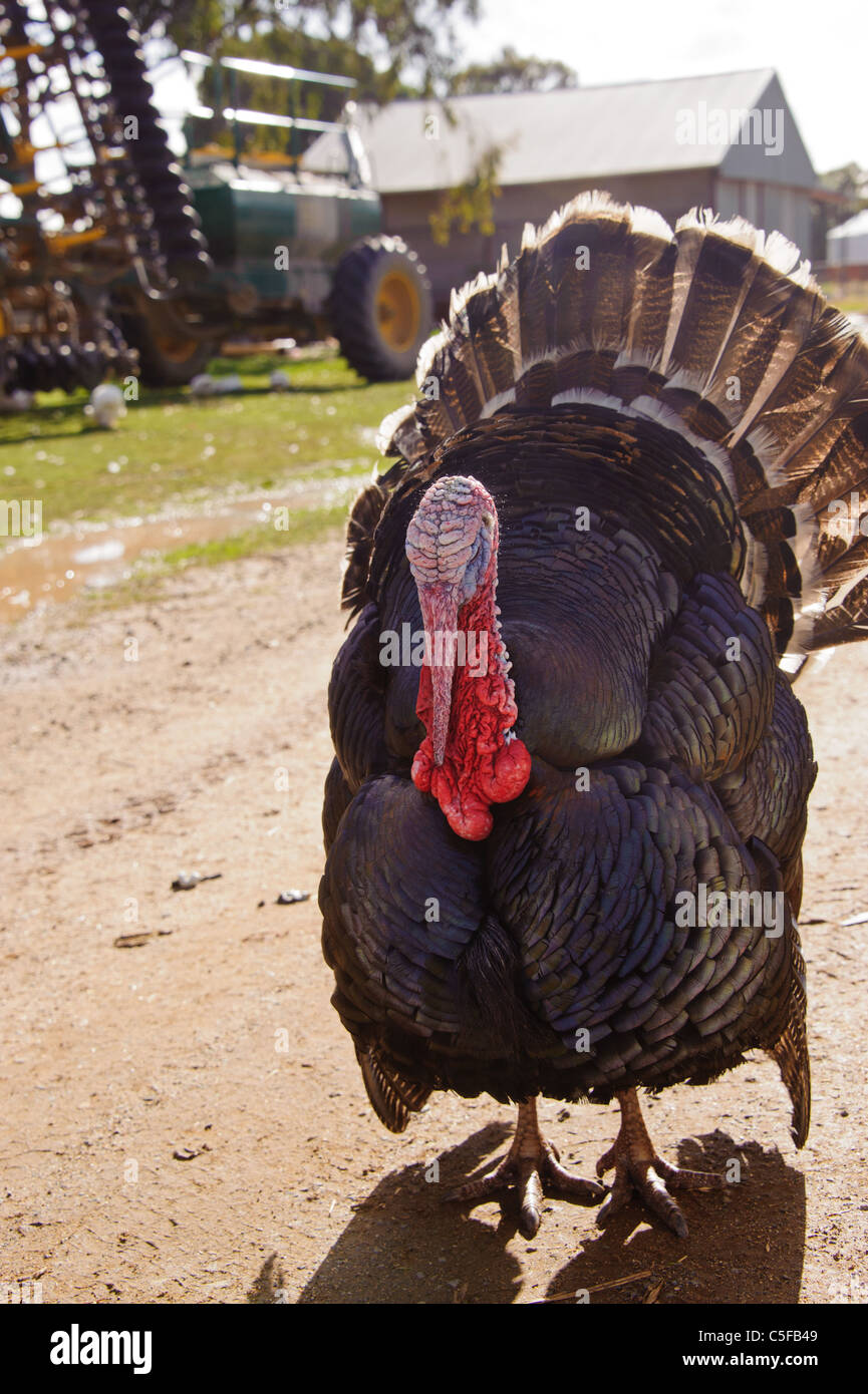 Turkeys in the farmyard Stock Photo - Alamy