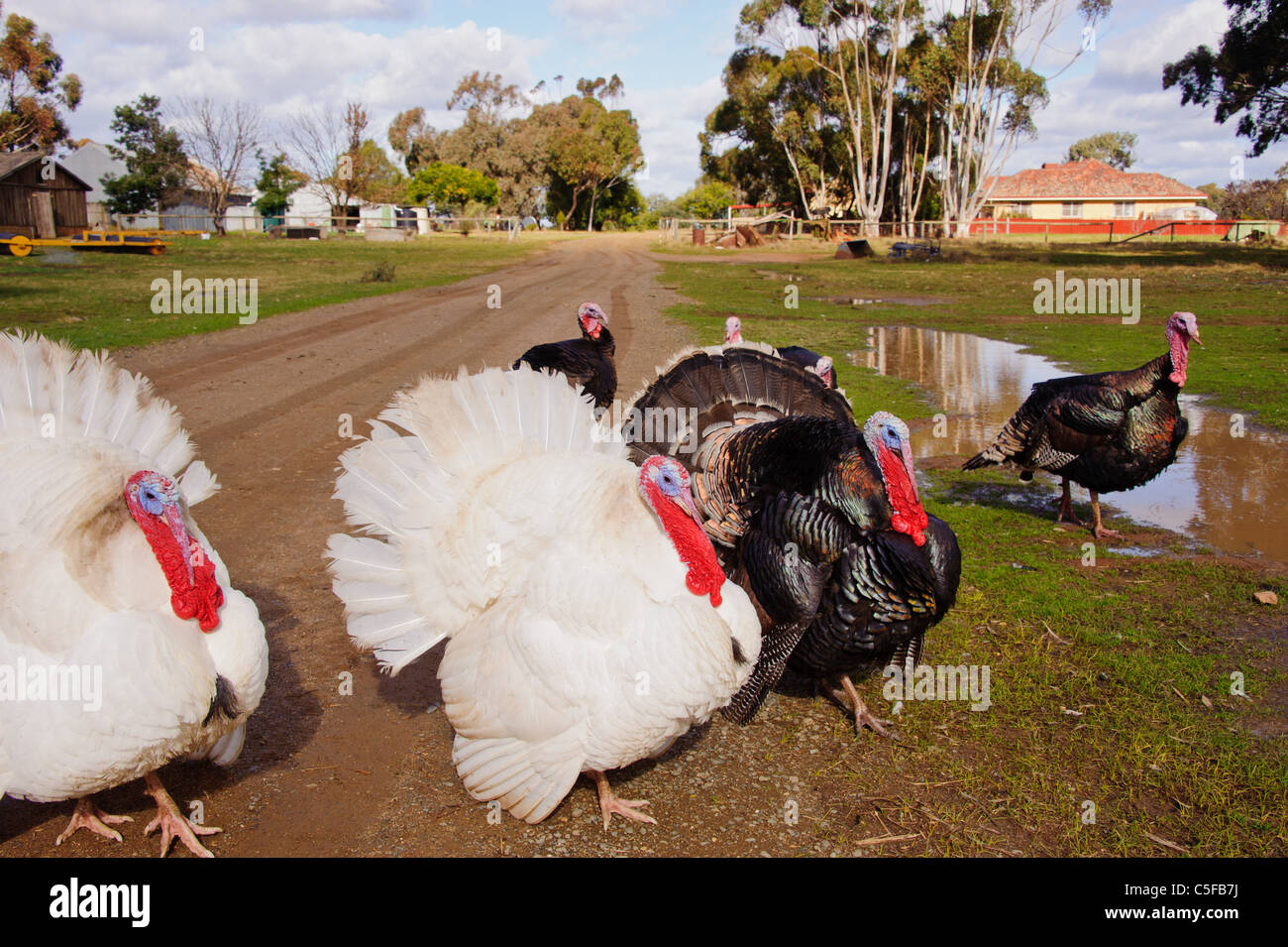 Turkeys in the farmyard Stock Photo - Alamy