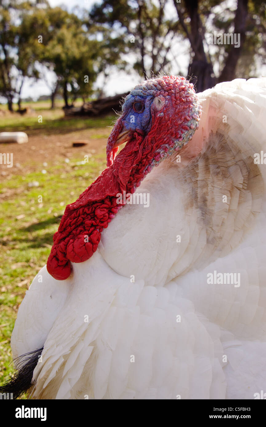 Turkeys in the farmyard Stock Photo - Alamy