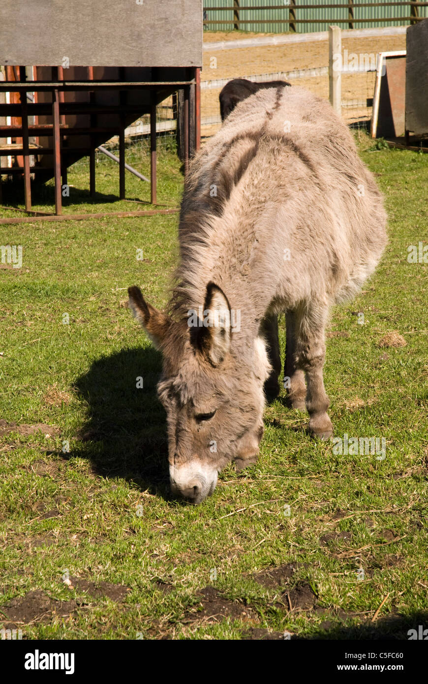 Donkey eating grass Stock Photo - Alamy