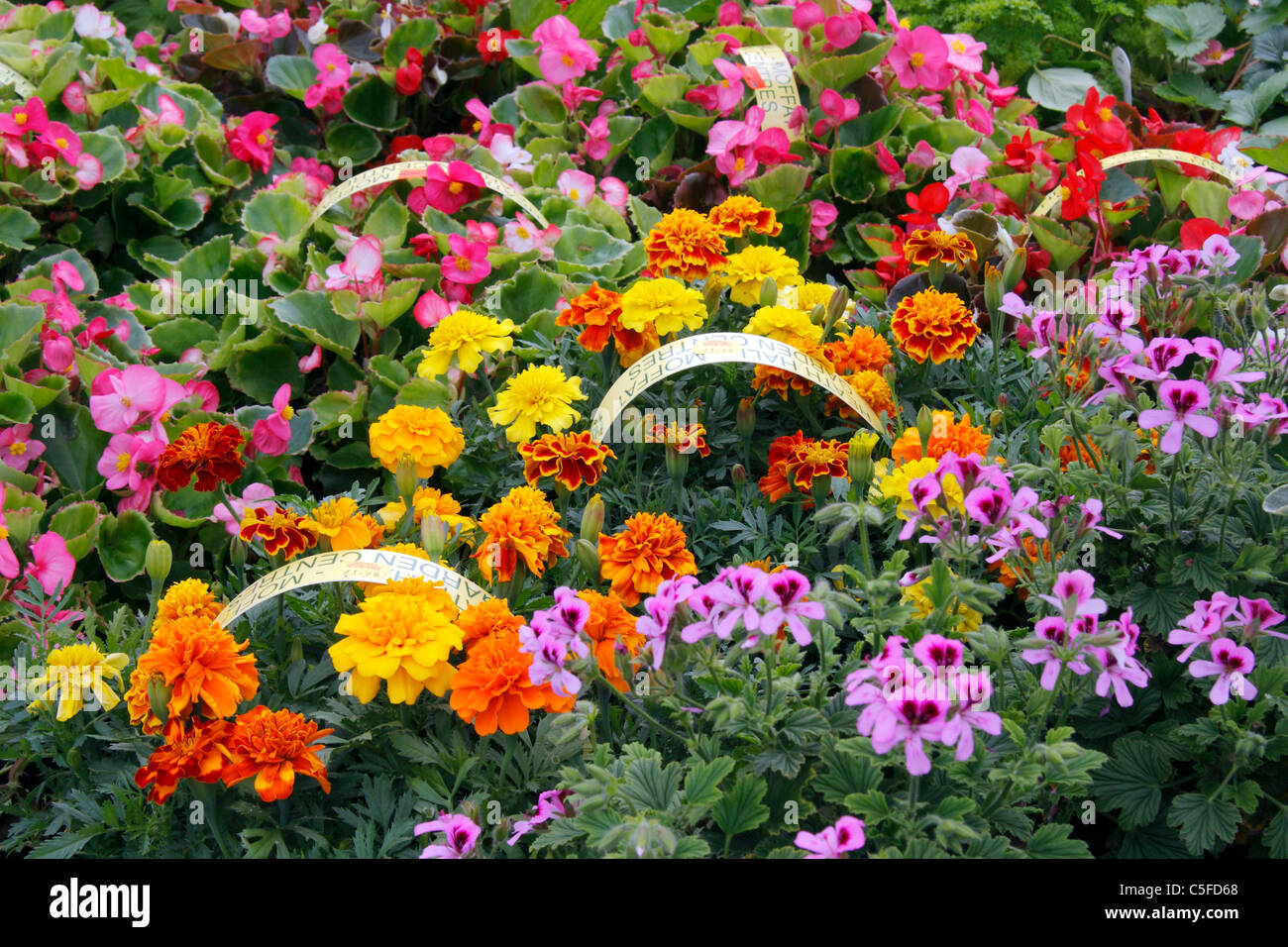 Bedding plants hi-res stock photography and images - Alamy