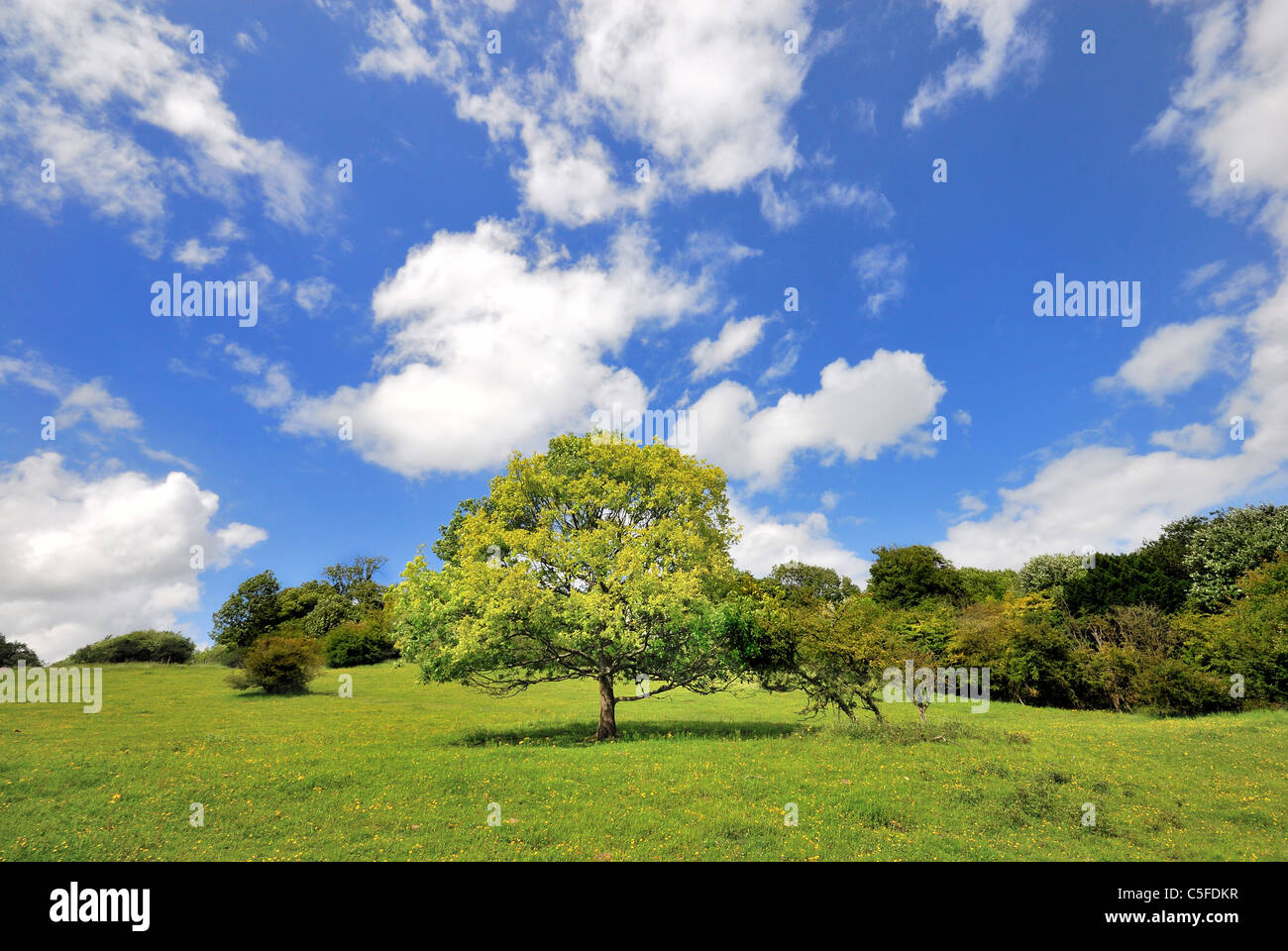 English oak tree summer uk hi-res stock photography and images - Alamy