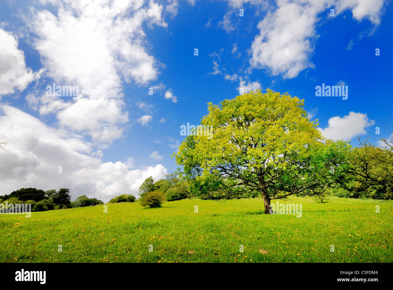 Oak tree summer britain hi-res stock photography and images - Alamy