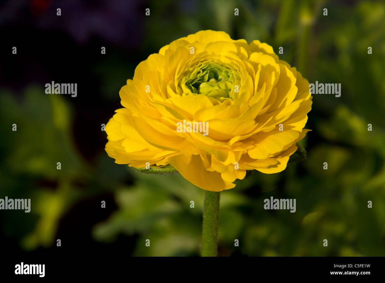 Many petaled flower hi-res stock photography and images - Alamy