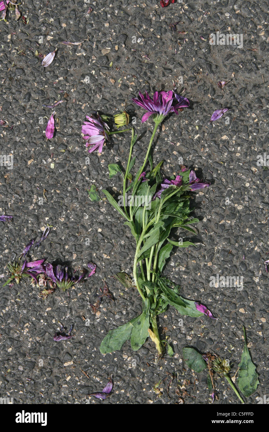 flowers on floor ground on street road Stock Photo - Alamy