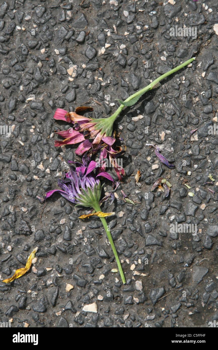 flowers on floor ground on street road Stock Photo - Alamy