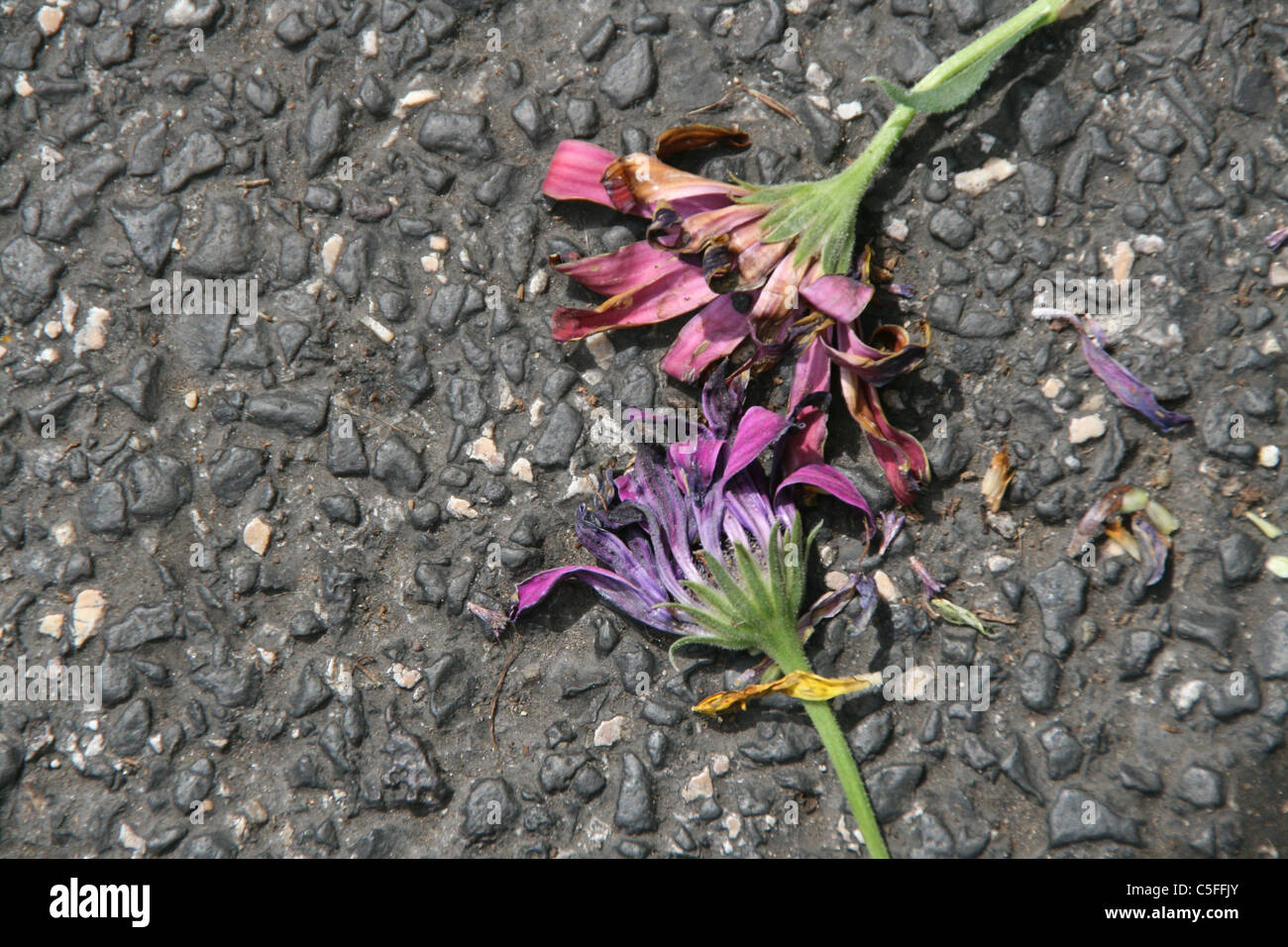 flowers on floor ground on street road Stock Photo - Alamy