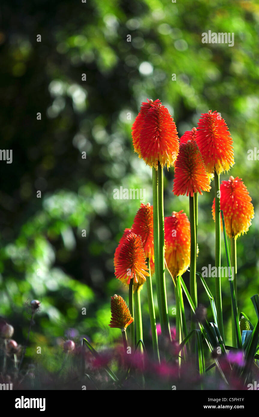 Red hot pokers hi-res stock photography and images - Alamy