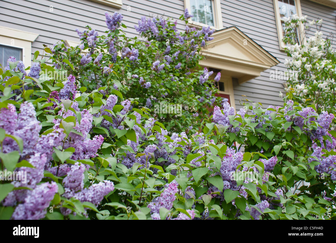 Lilacs are in full bloom during the middle of May in Wickford, Rhode ...