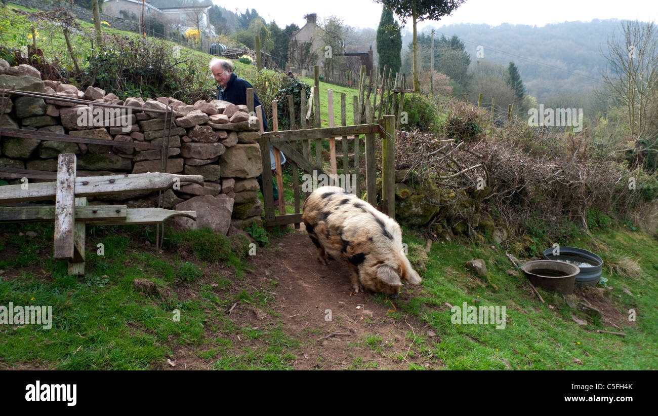 Pig farmer hi-res stock photography and images - Alamy