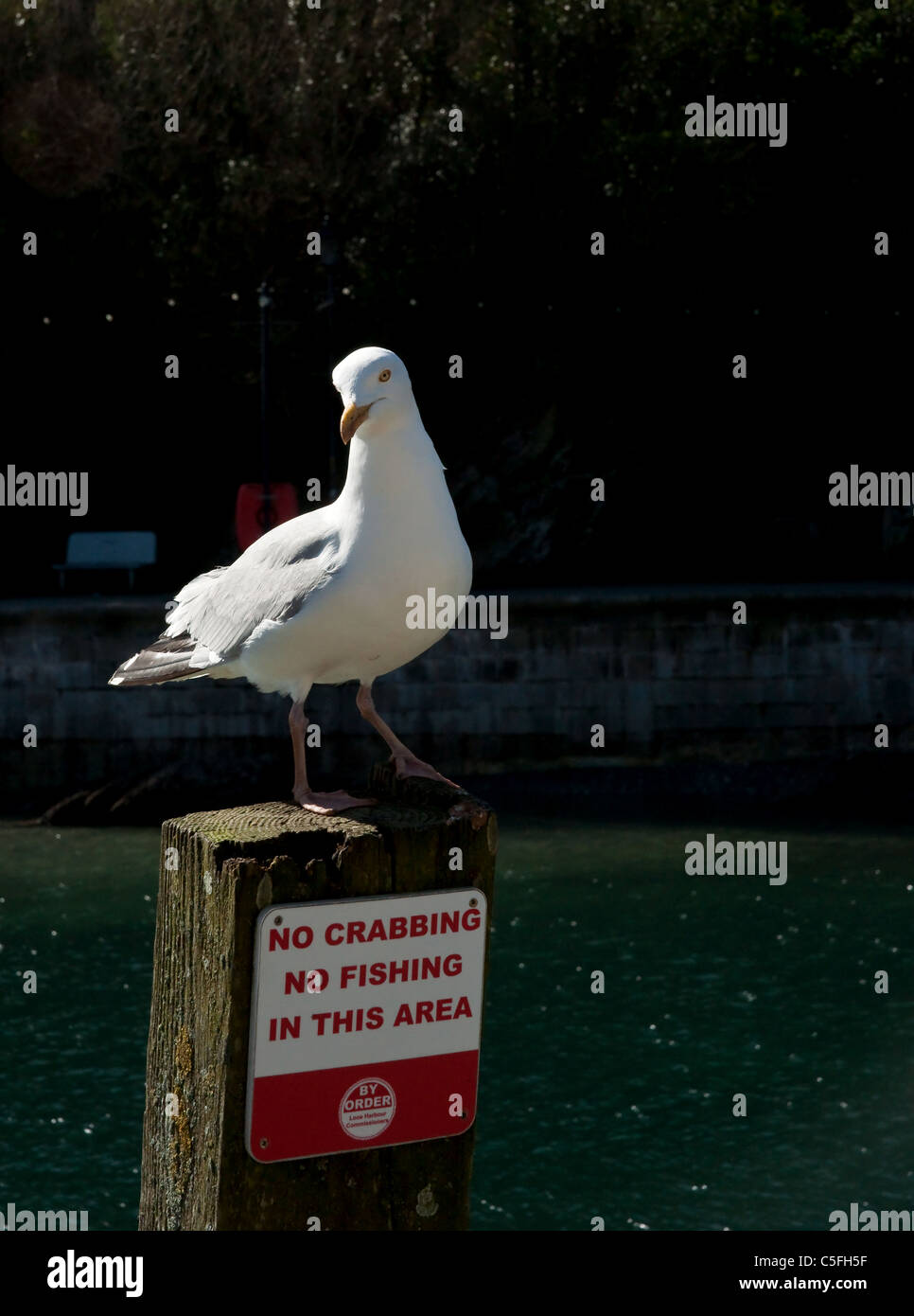Seagull signage hi-res stock photography and images - Alamy