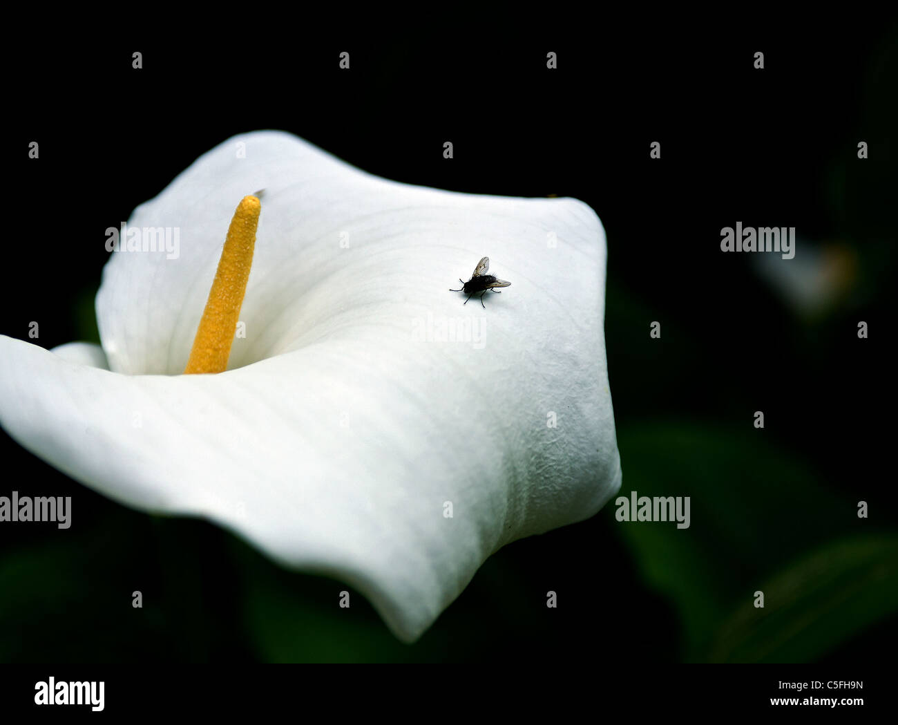 A fly on a Calla Lily Stock Photo - Alamy