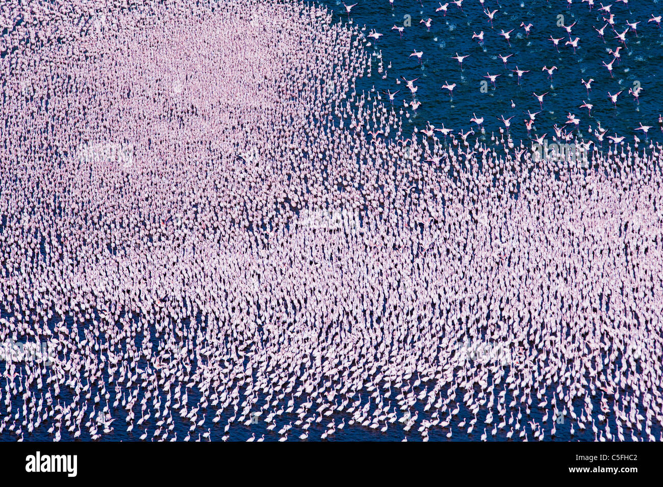 Aerial view of Lesser Flamingo (Phoenicopterus minor ) flying over Lake ...