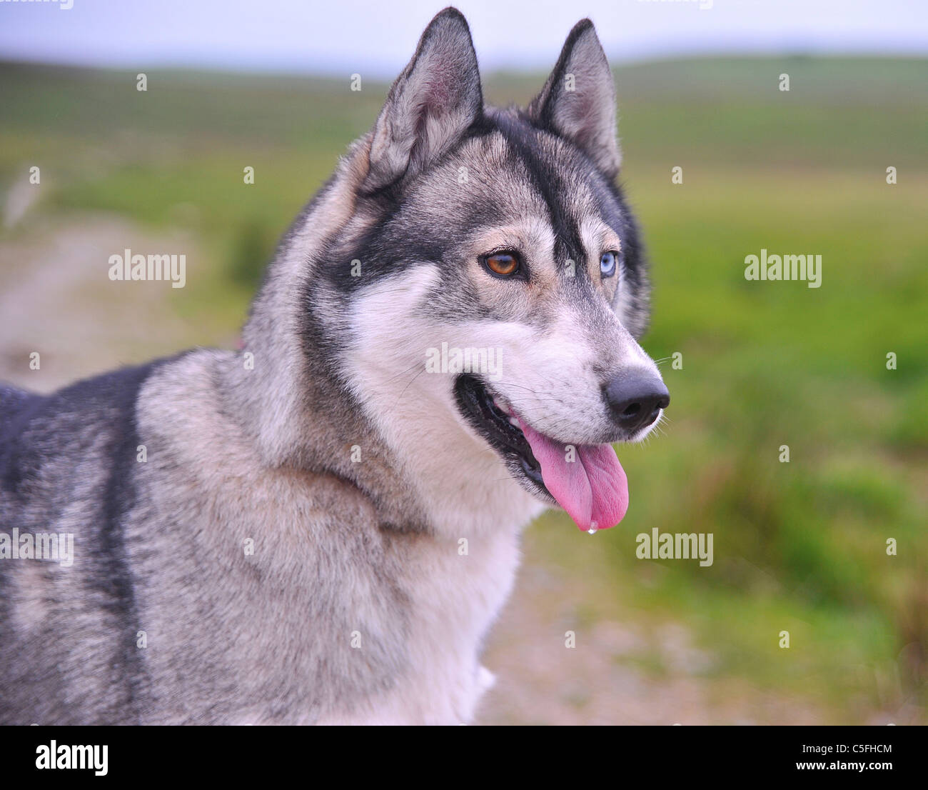 Husky blue eye brown hi-res stock photography and images - Alamy