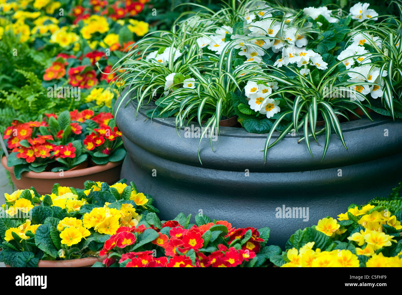 Primulas container garden hi-res stock photography and images - Alamy