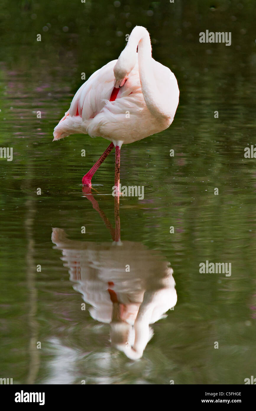 Flamingo water birds hi-res stock photography and images - Alamy