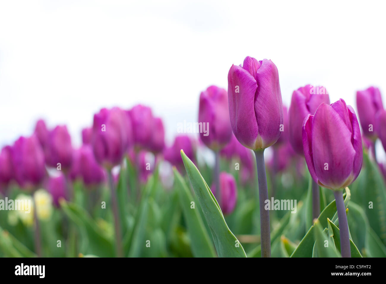 Tulip Land High Resolution Stock Photography and Images - Alamy