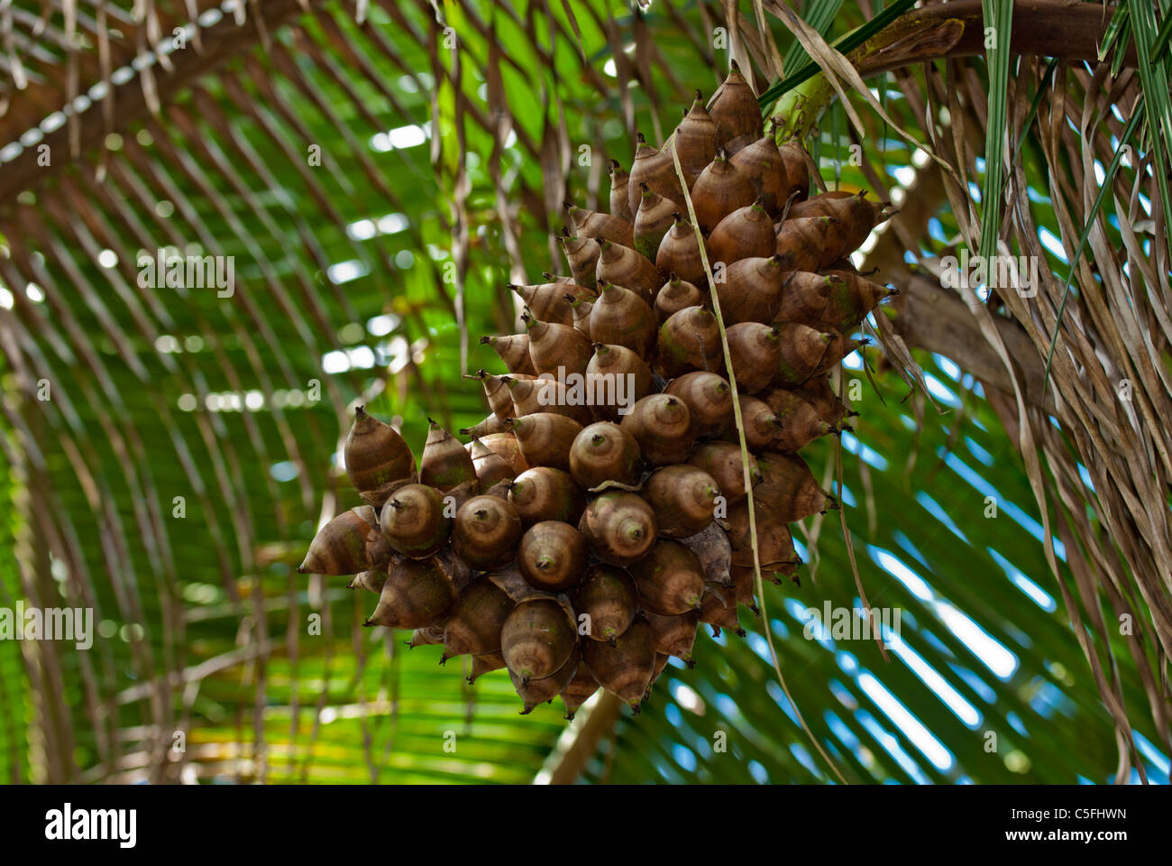 Babassu nuts hi-res stock photography and images - Alamy