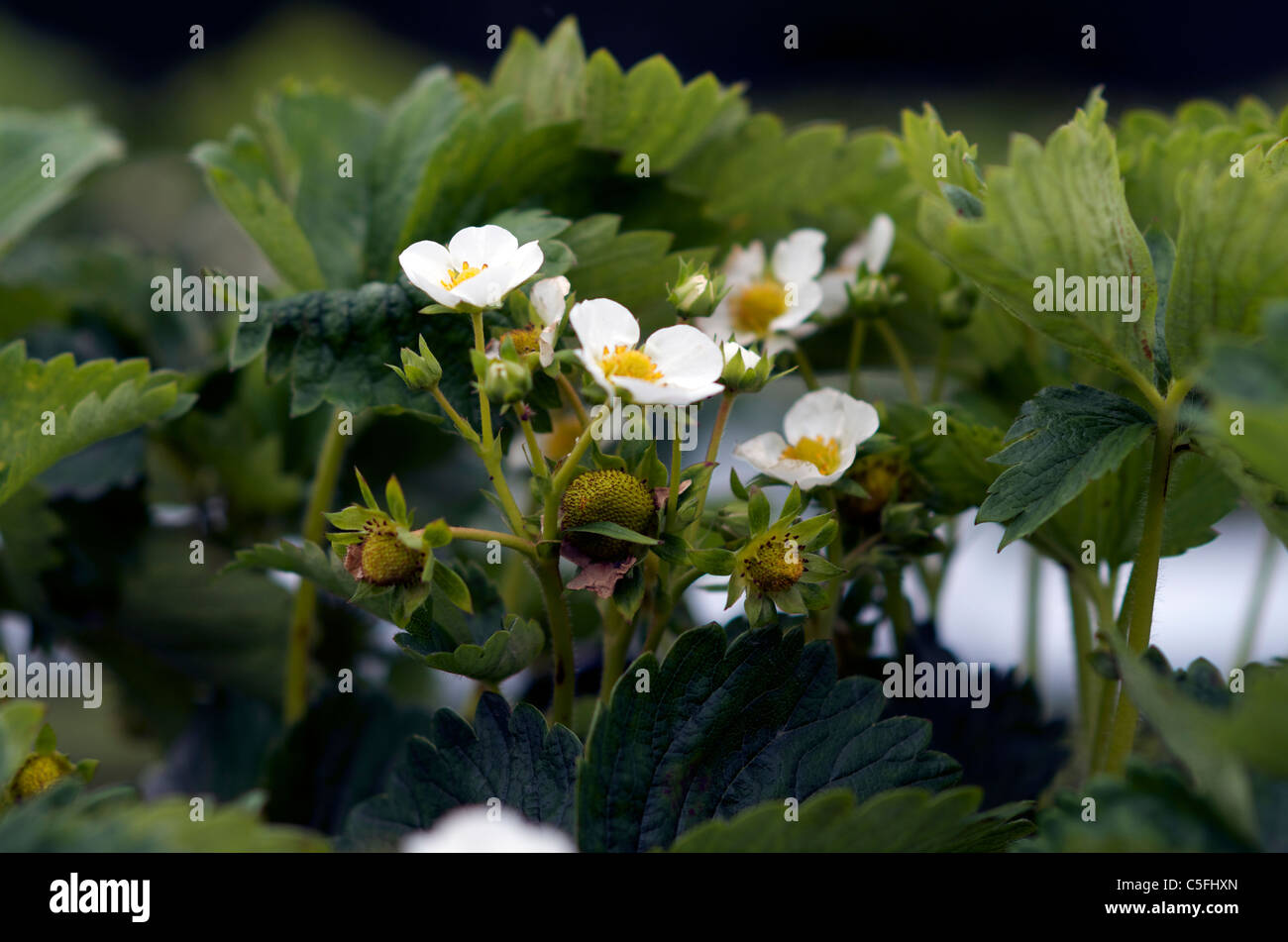 English Strawberries High Resolution Stock Photography and Images - Alamy