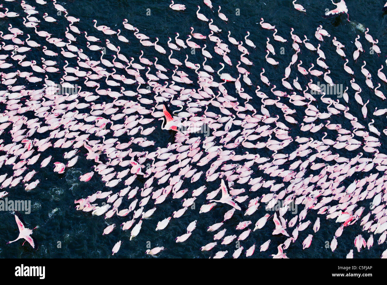 Aerial view of Lesser Flamingo (Phoenicopterus minor ) flying over Lake ...