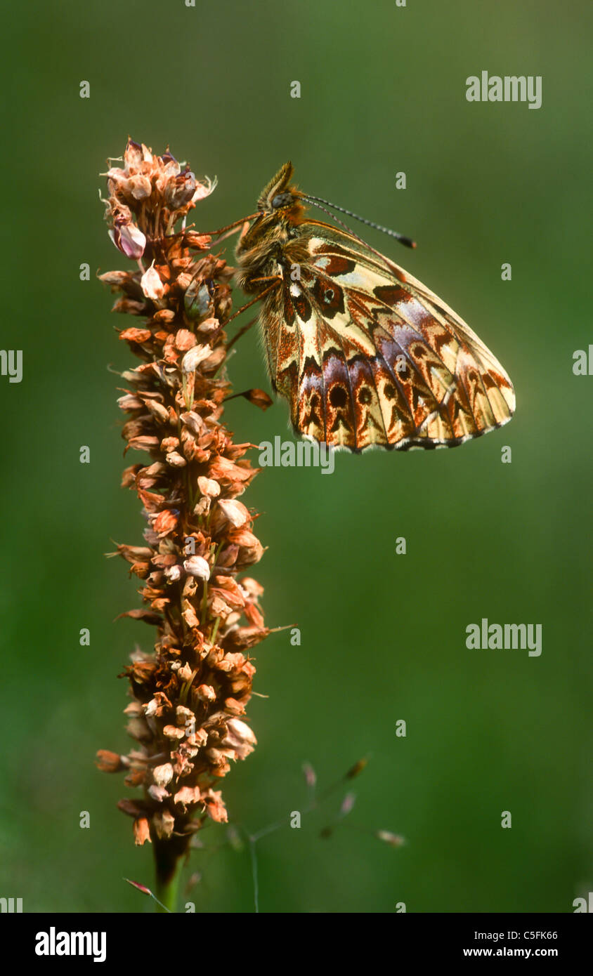 Titania hi-res stock photography and images - Alamy