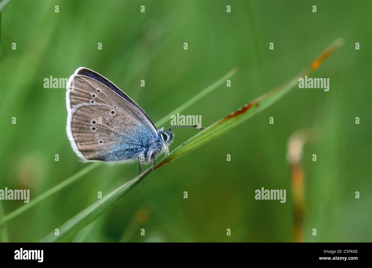 Mazarine Blue butterfly, Cyaniris semiargus, Dolomites, Italy Stock ...