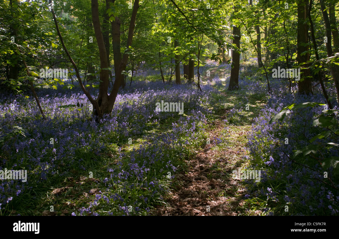 A landscape view of a bluebell woodland Stock Photo - Alamy