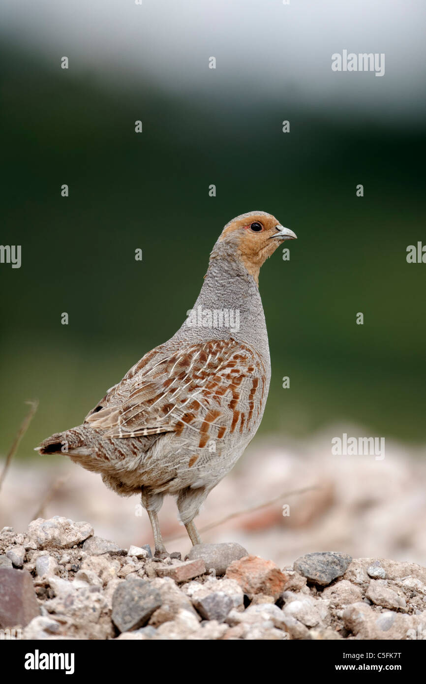 Grey partridge, Perdix perdix, single bird on gravel, Midlands, July ...