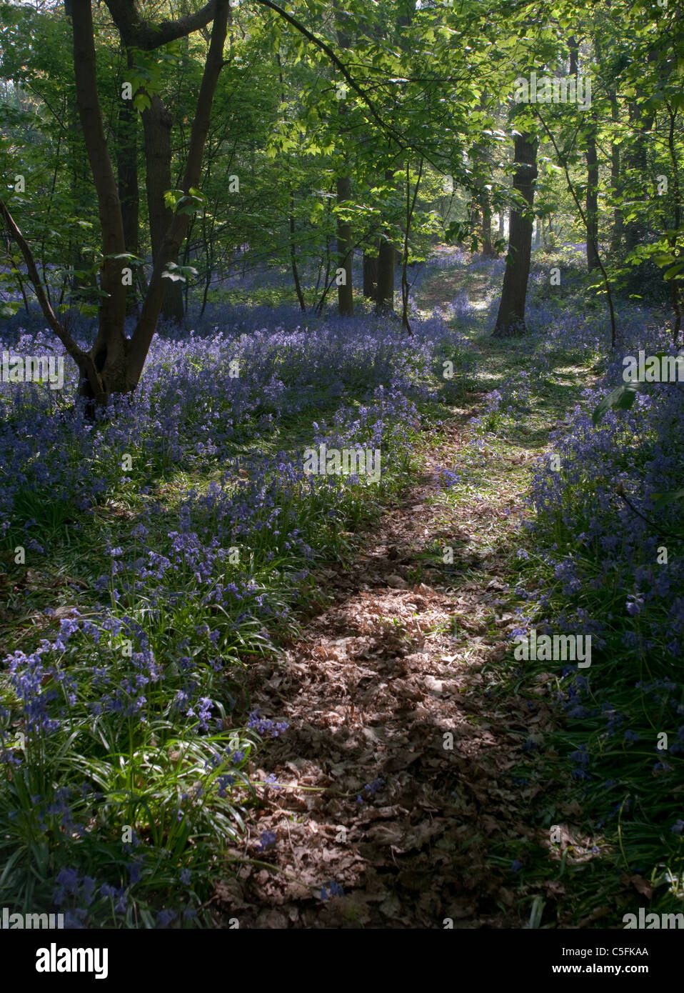 a vertical shot of a pathway through an English bluebell woodland Stock ...