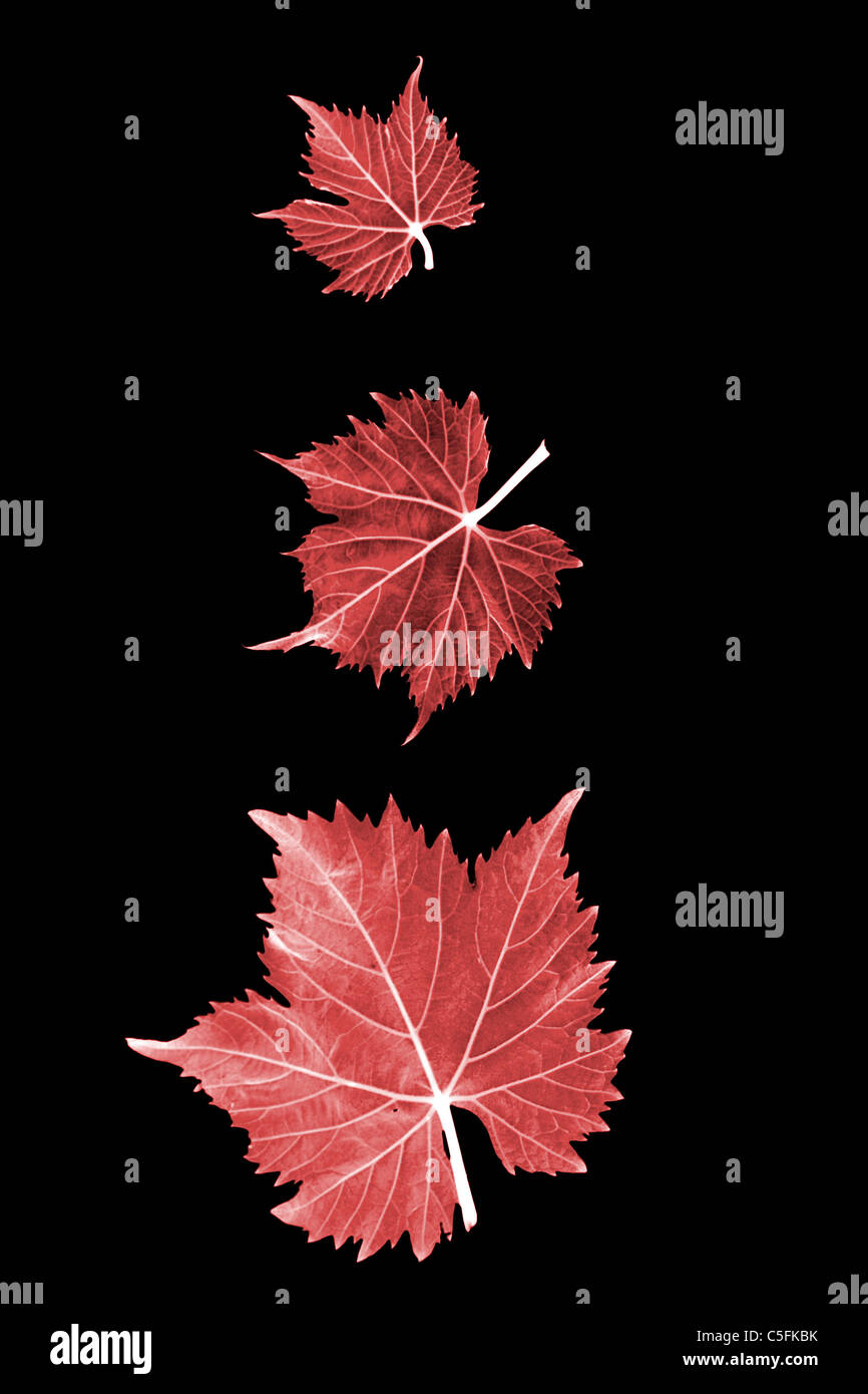 Three different sized red grape leaves in front of black background ...