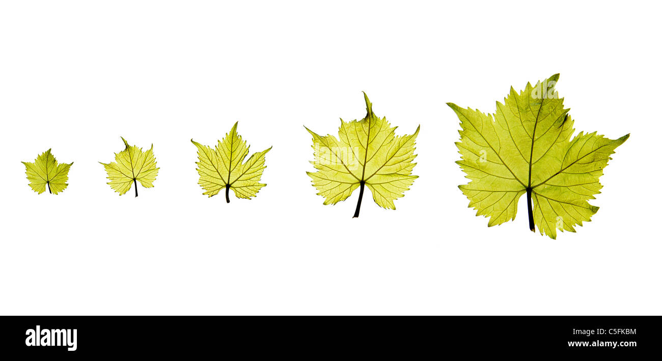 Lots of different sized green grape leaves on a white background Stock ...