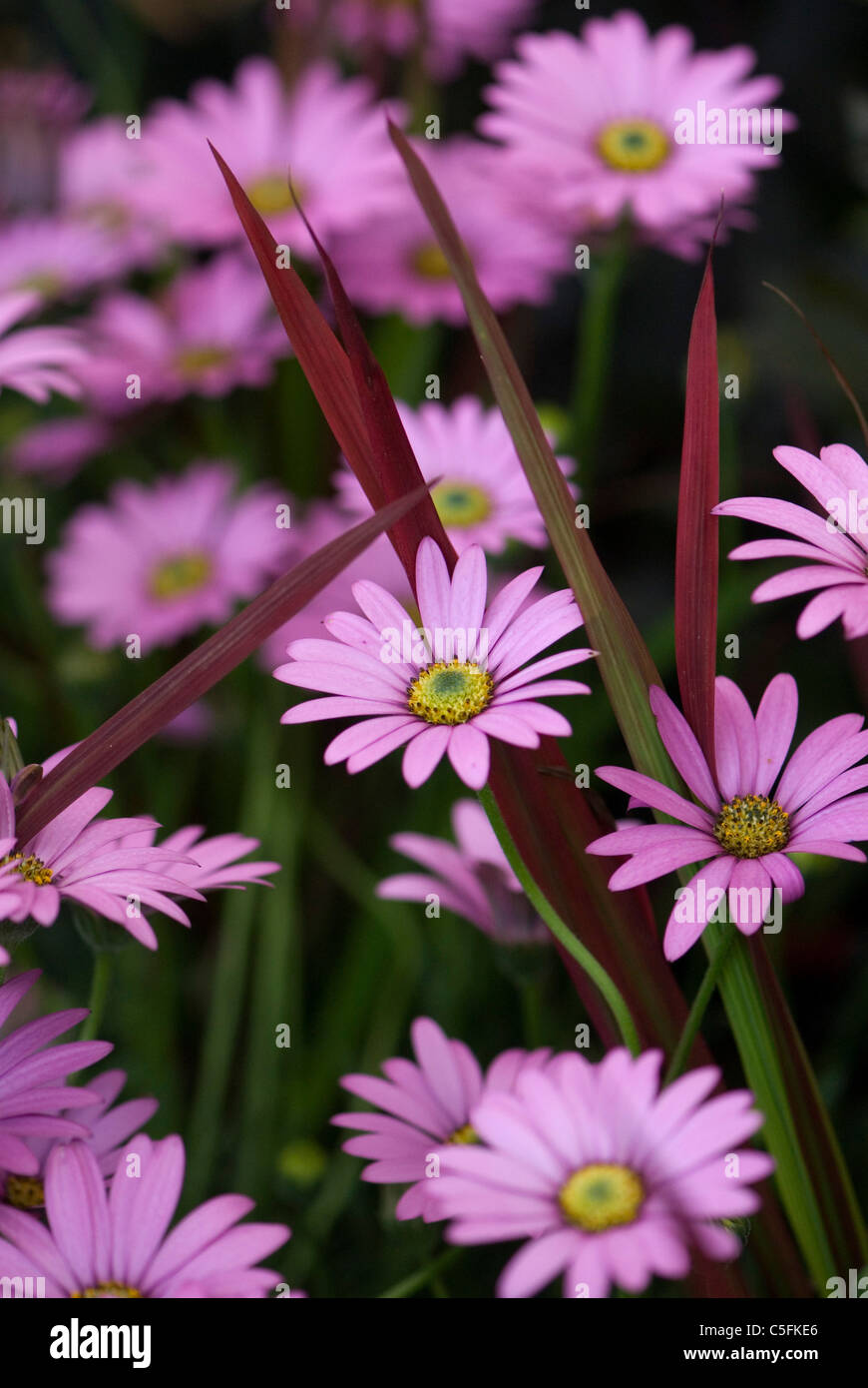 Osteospermum red hi-res stock photography and images - Alamy