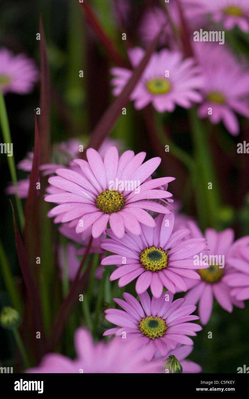 Osteospermum red hi-res stock photography and images - Alamy