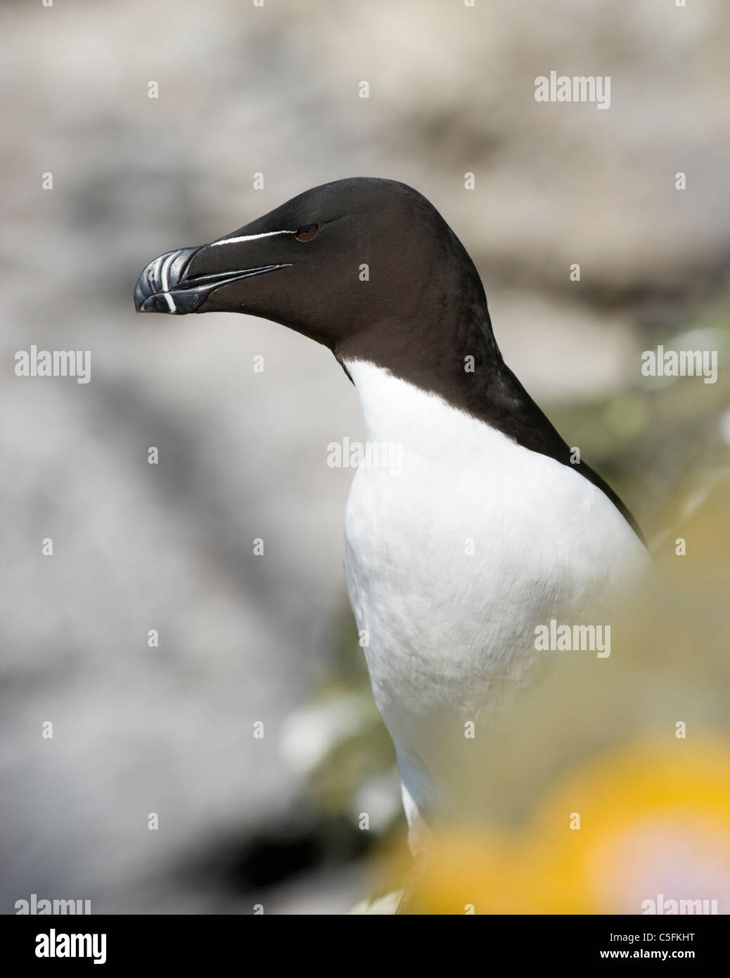 Razorbill hi-res stock photography and images - Alamy