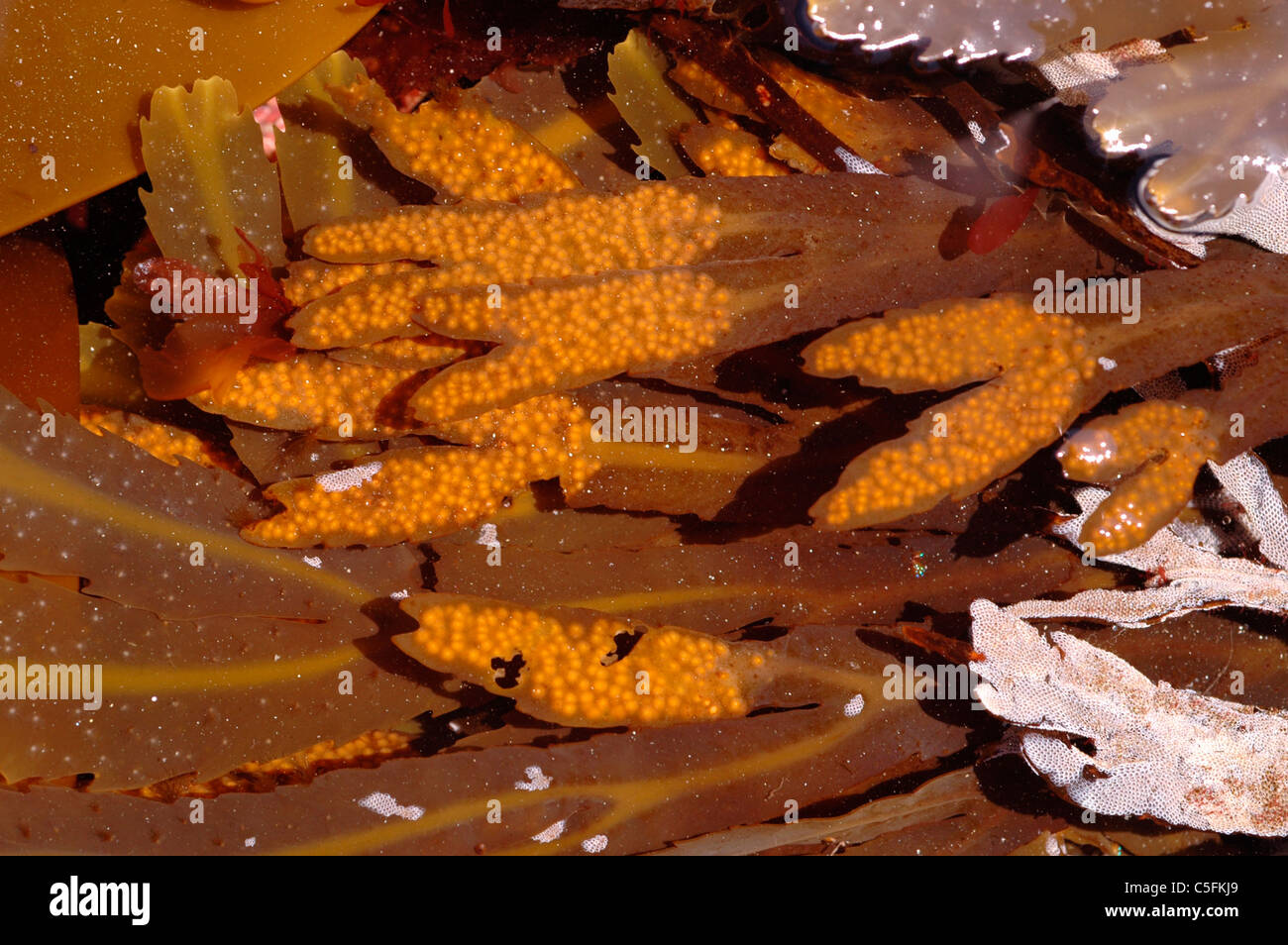 Toothed wrack (Fucus serratus), a brown seaweed showing fruiting bodies ...