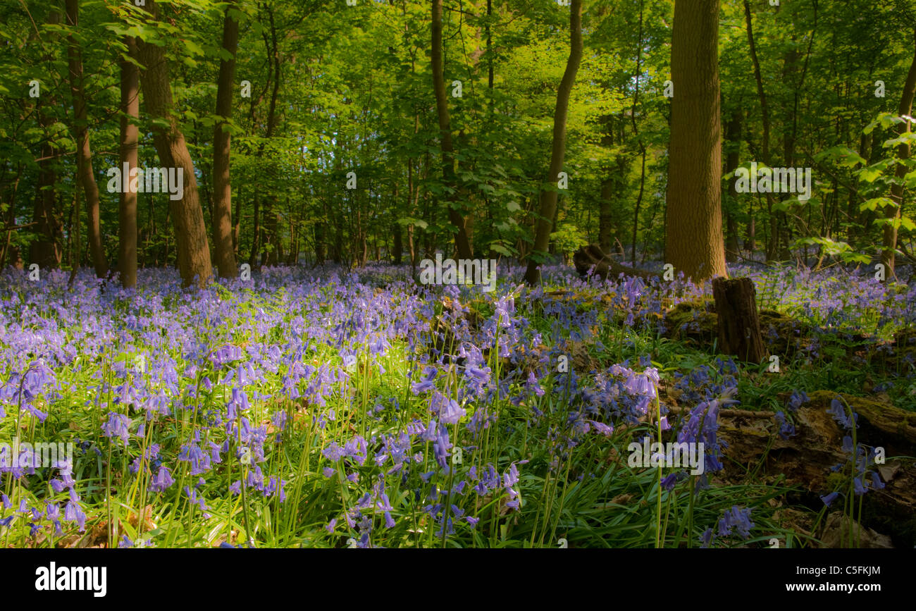 A landscape soft focus view of a bluebell woodland Stock Photo - Alamy