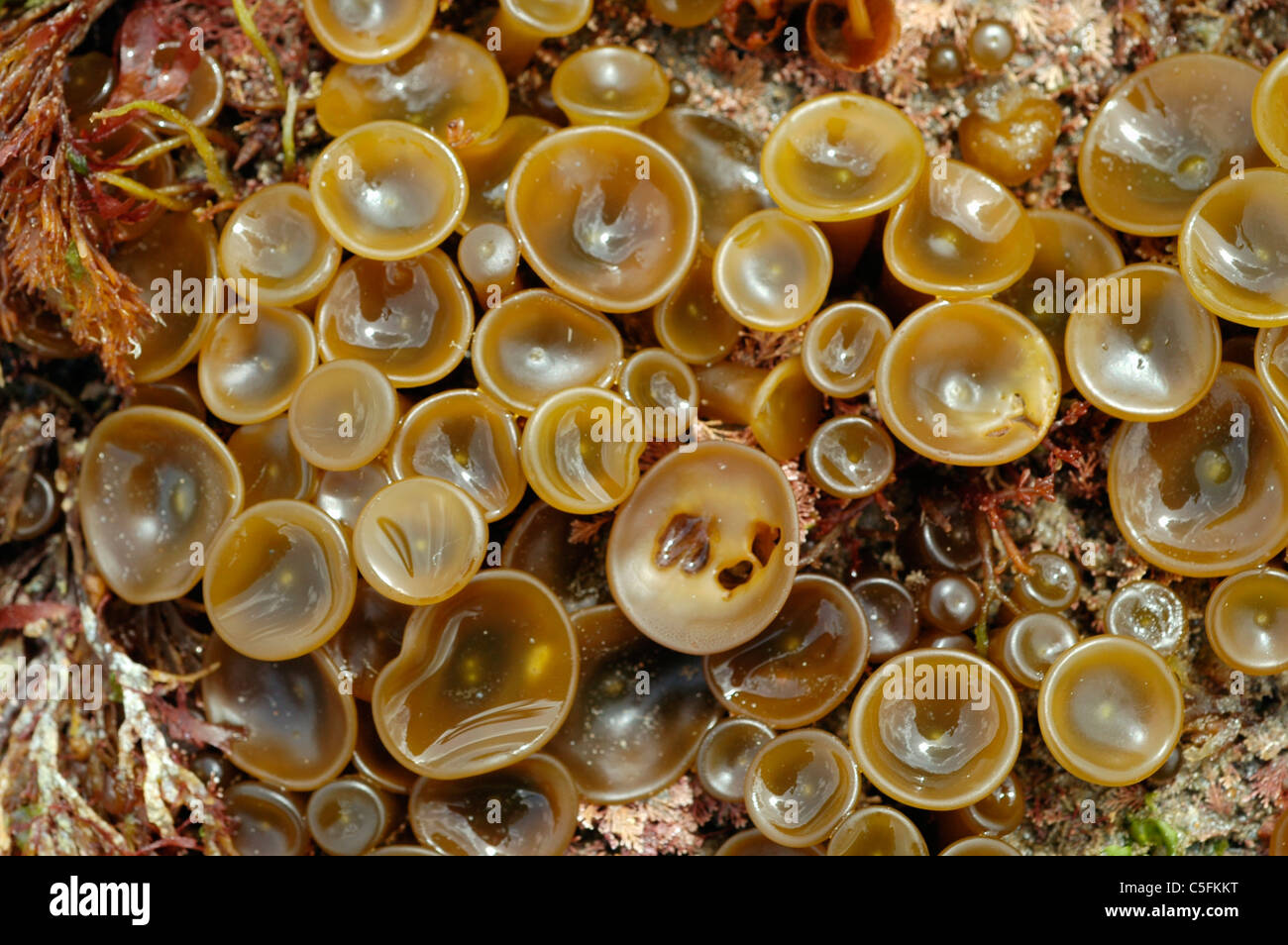 Thongweed (Himanthalia elongata) a brown seaweed, plants resemble ...