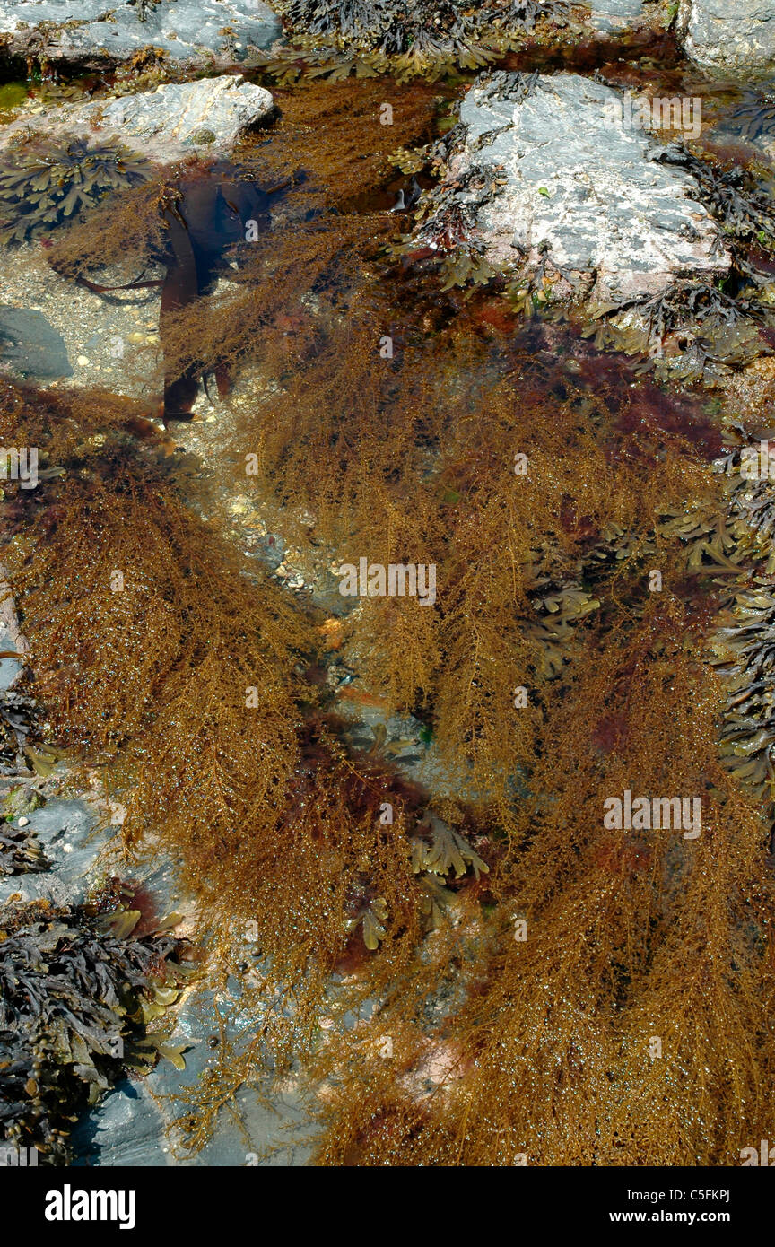 Japweed (Sargassum muticum), a brown seaweed, a naturalised pest in a ...