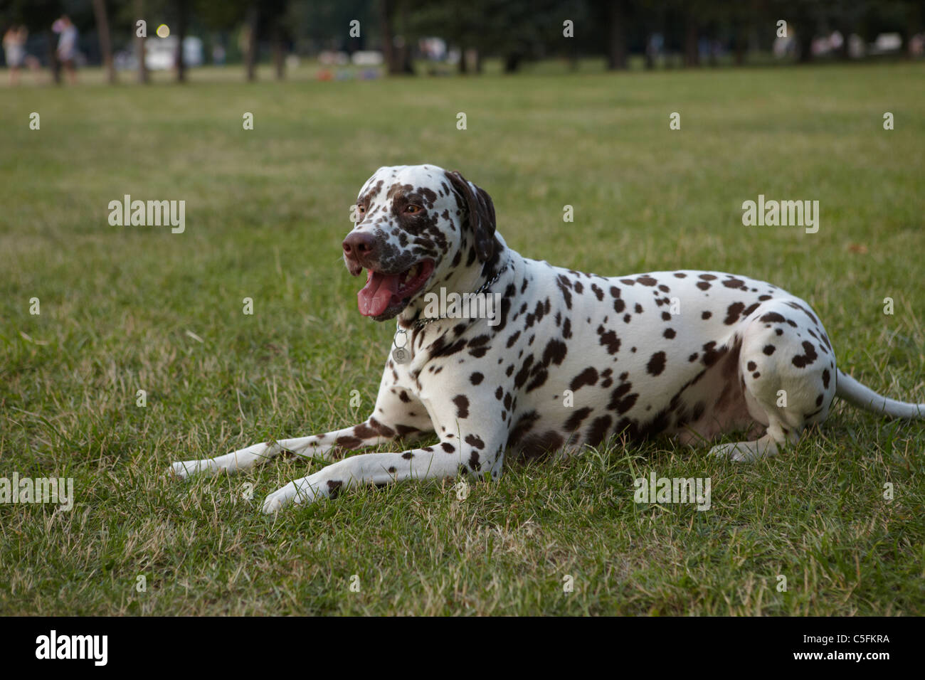 When Does A Dalmatian Mature