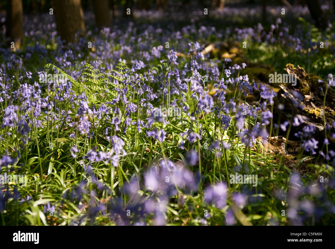 A landscape shot of bluebells close up Stock Photo - Alamy