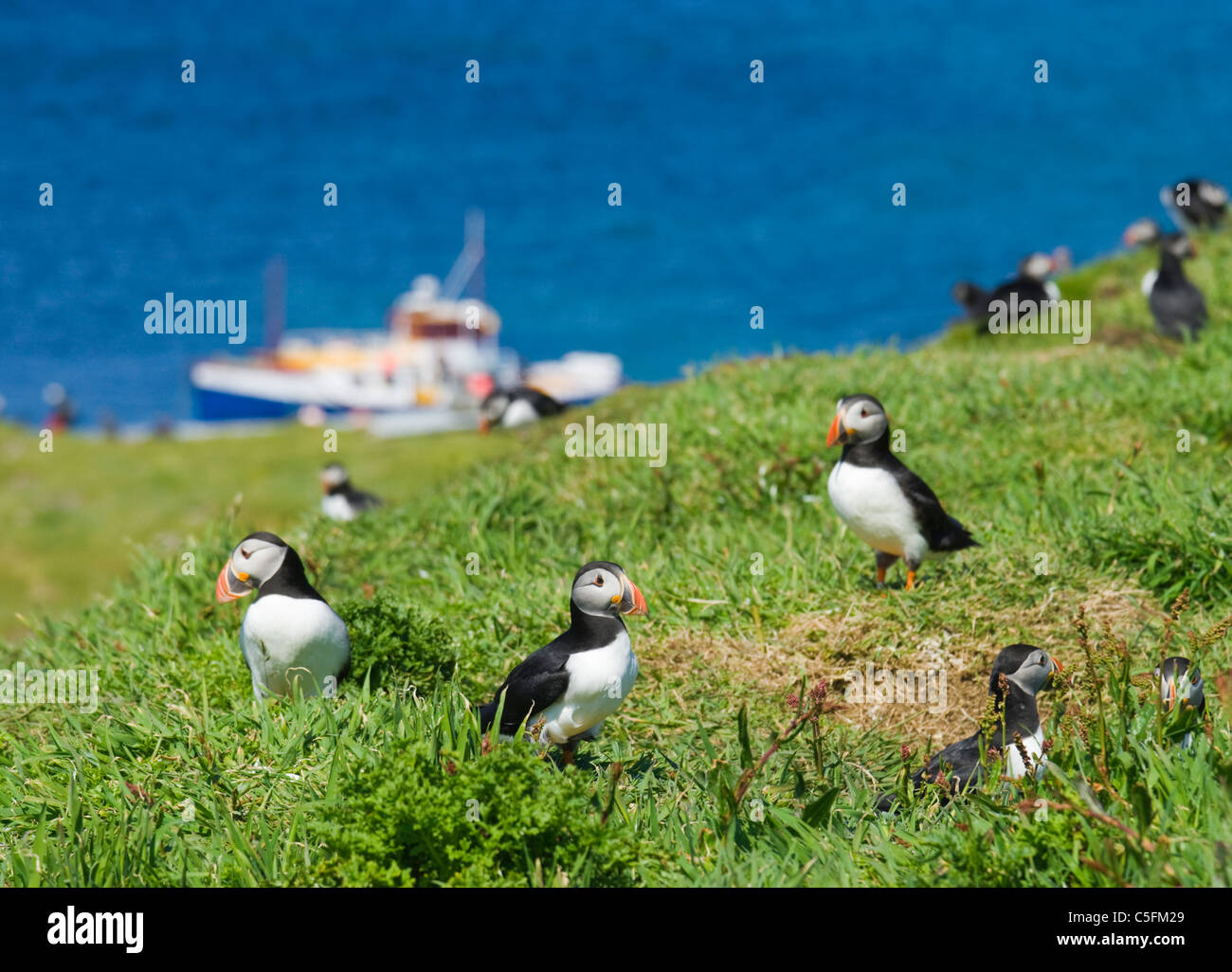 Treshnish puffin boat hi-res stock photography and images - Alamy